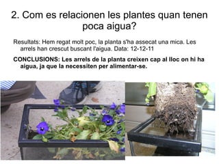 Les plantes es relacionen | ODP