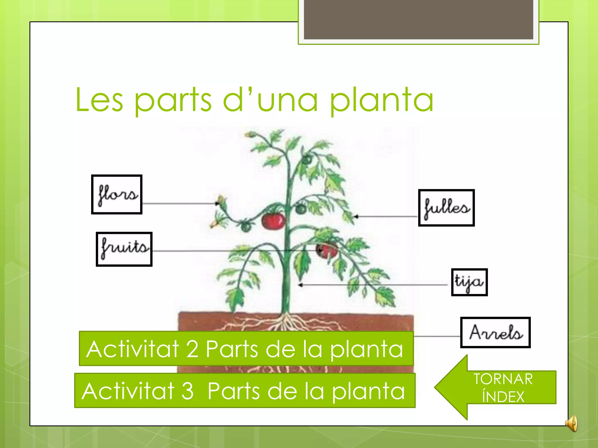 Les plantes final ppt | PPTX