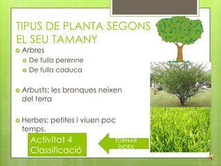 Les plantes final ppt | PPTX