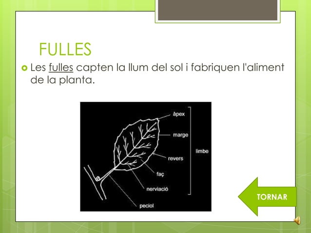 Les plantes final ppt | PPTX