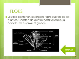 Les plantes final ppt | PPTX