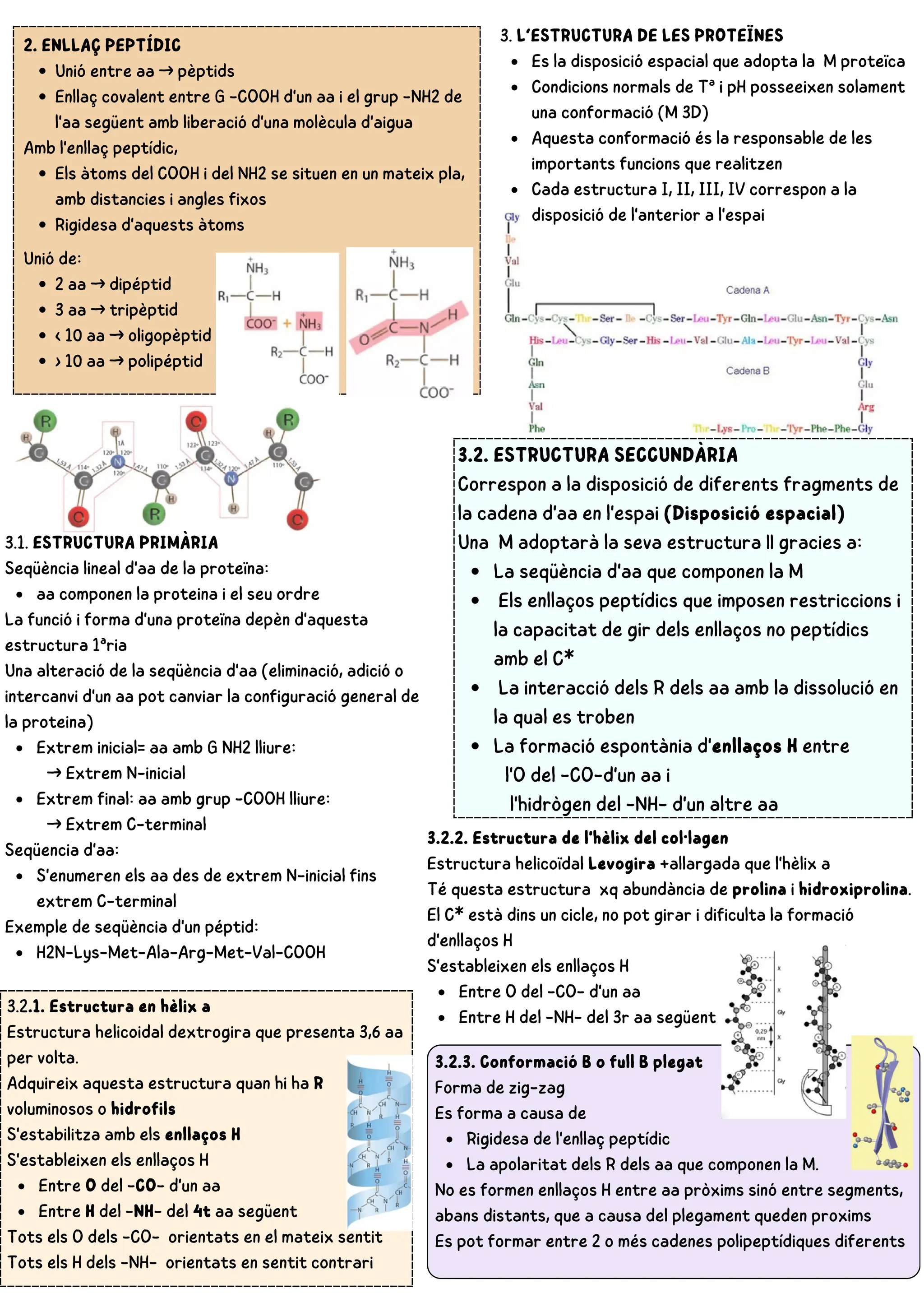 Les proteines. Biología 2n de batxillerat. | PDF