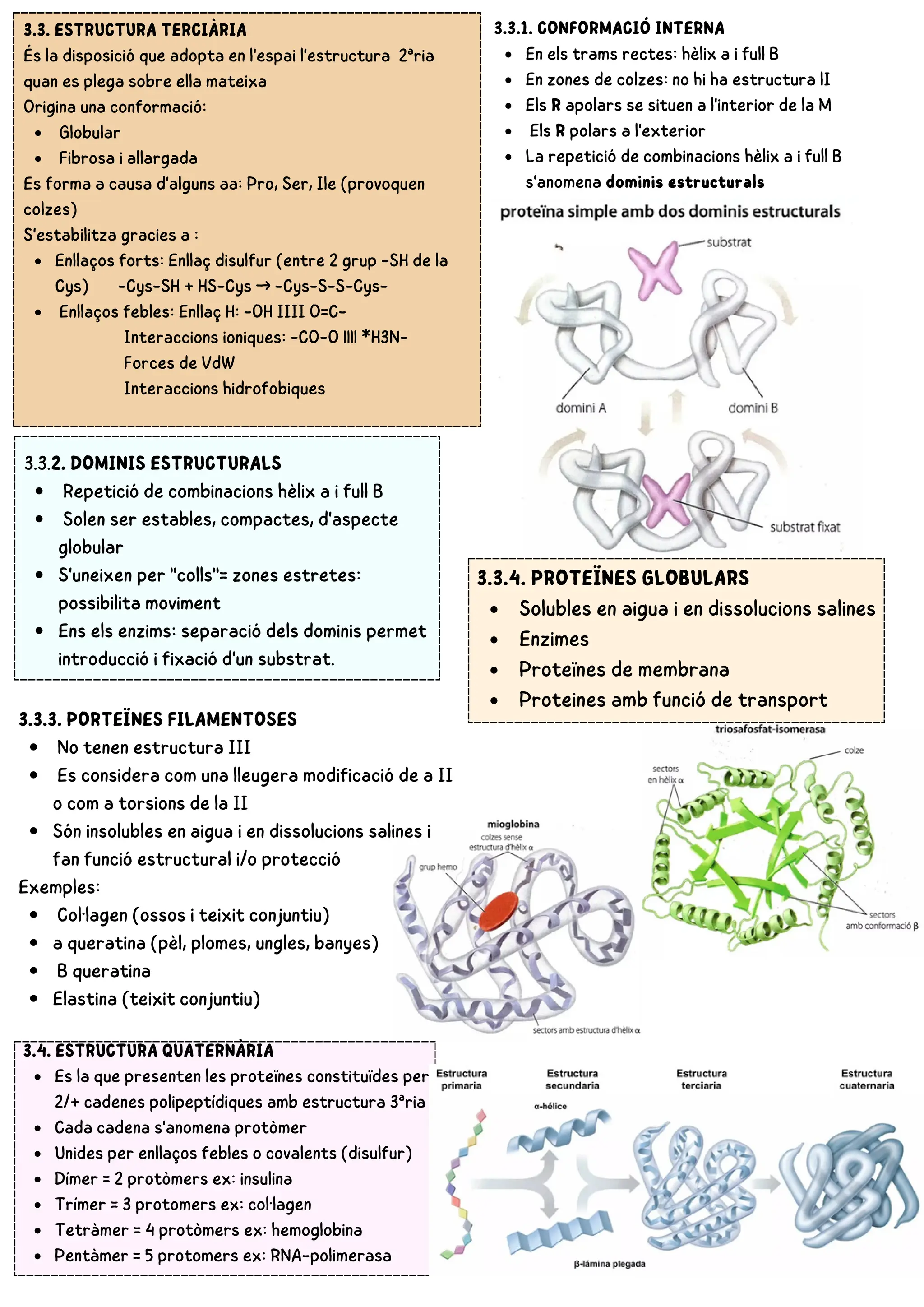 Les proteines. Biología 2n de batxillerat. | PDF