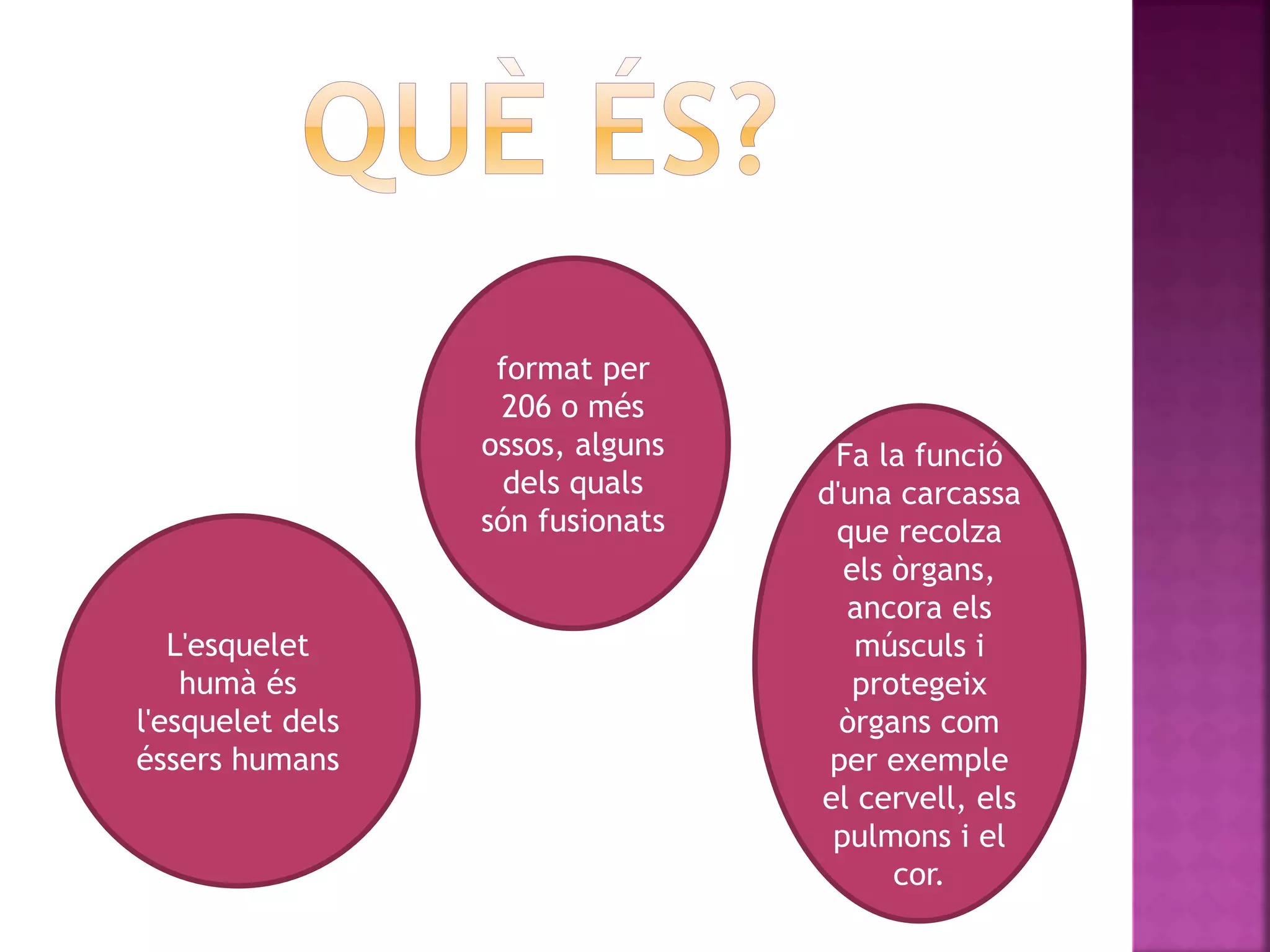 L´ esquelet huma y les seues parts | PPT