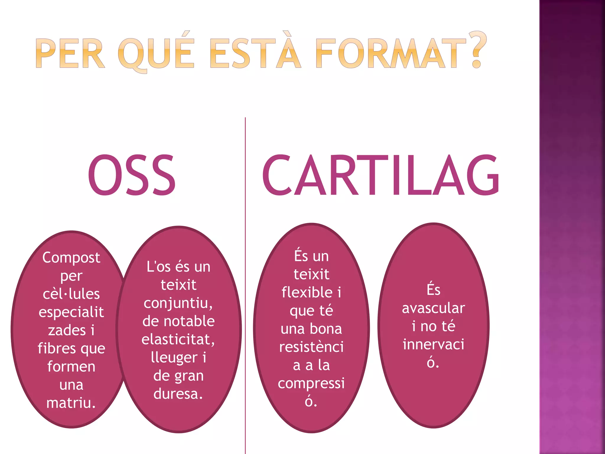 L´ esquelet huma y les seues parts | PPT
