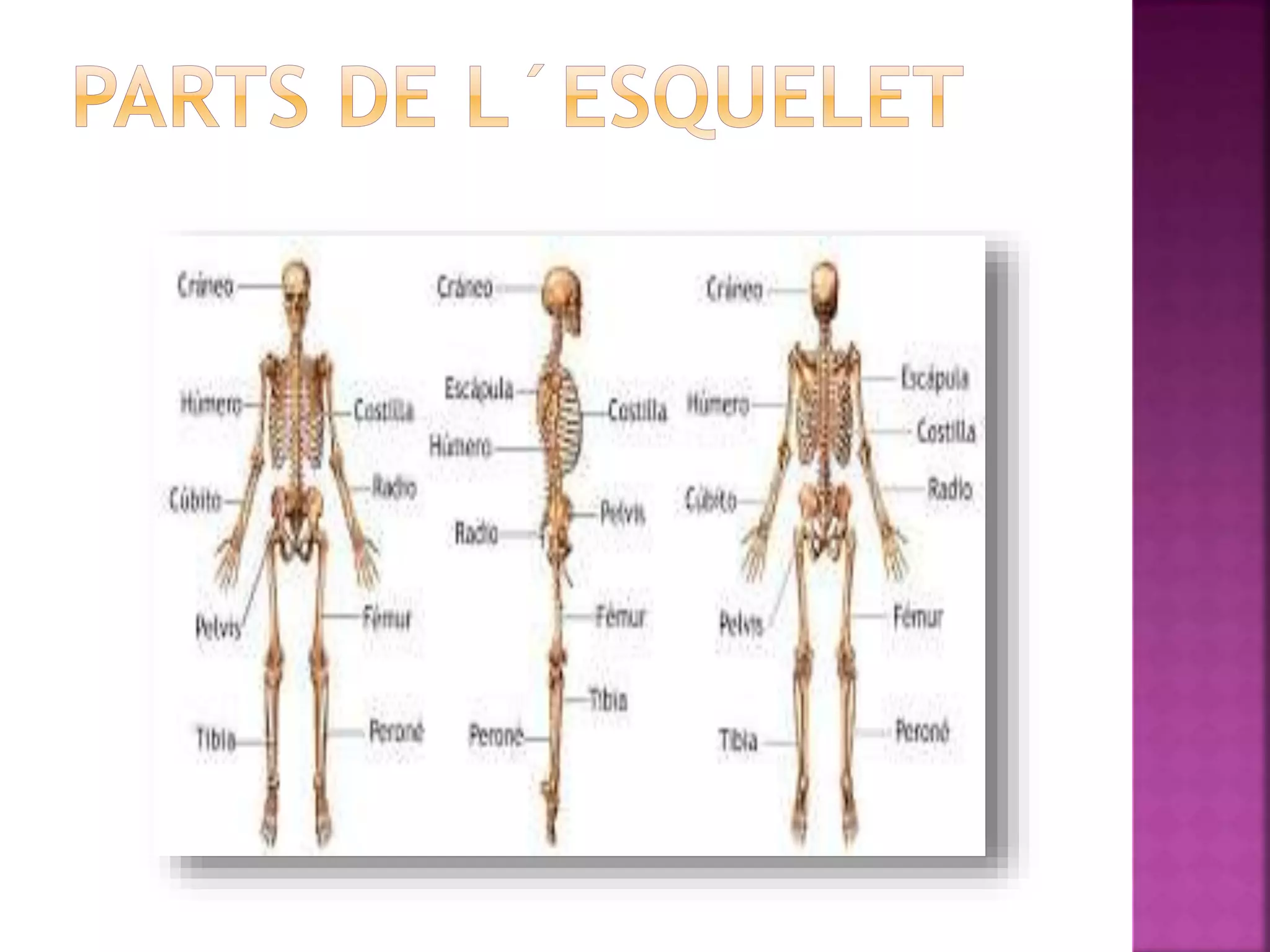 L´ esquelet huma y les seues parts | PPT