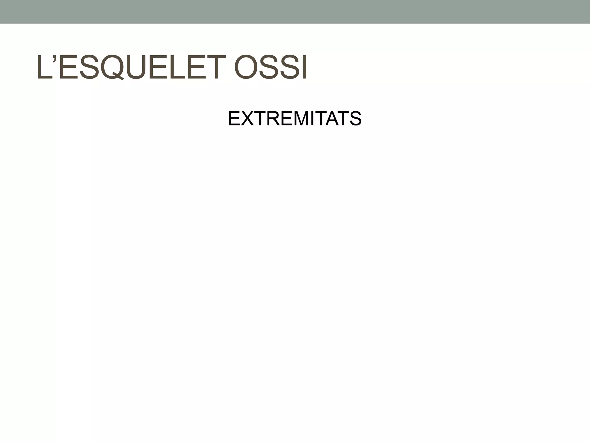 L’esquelet ossi | PPT