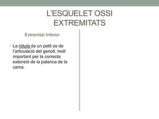 L’esquelet ossi | PPTX