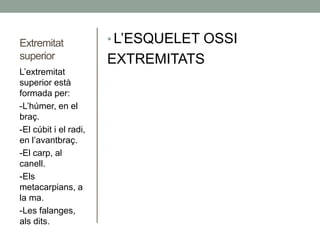 L’esquelet ossi | PPTX