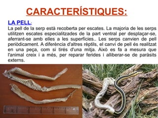 Les serps | PPT