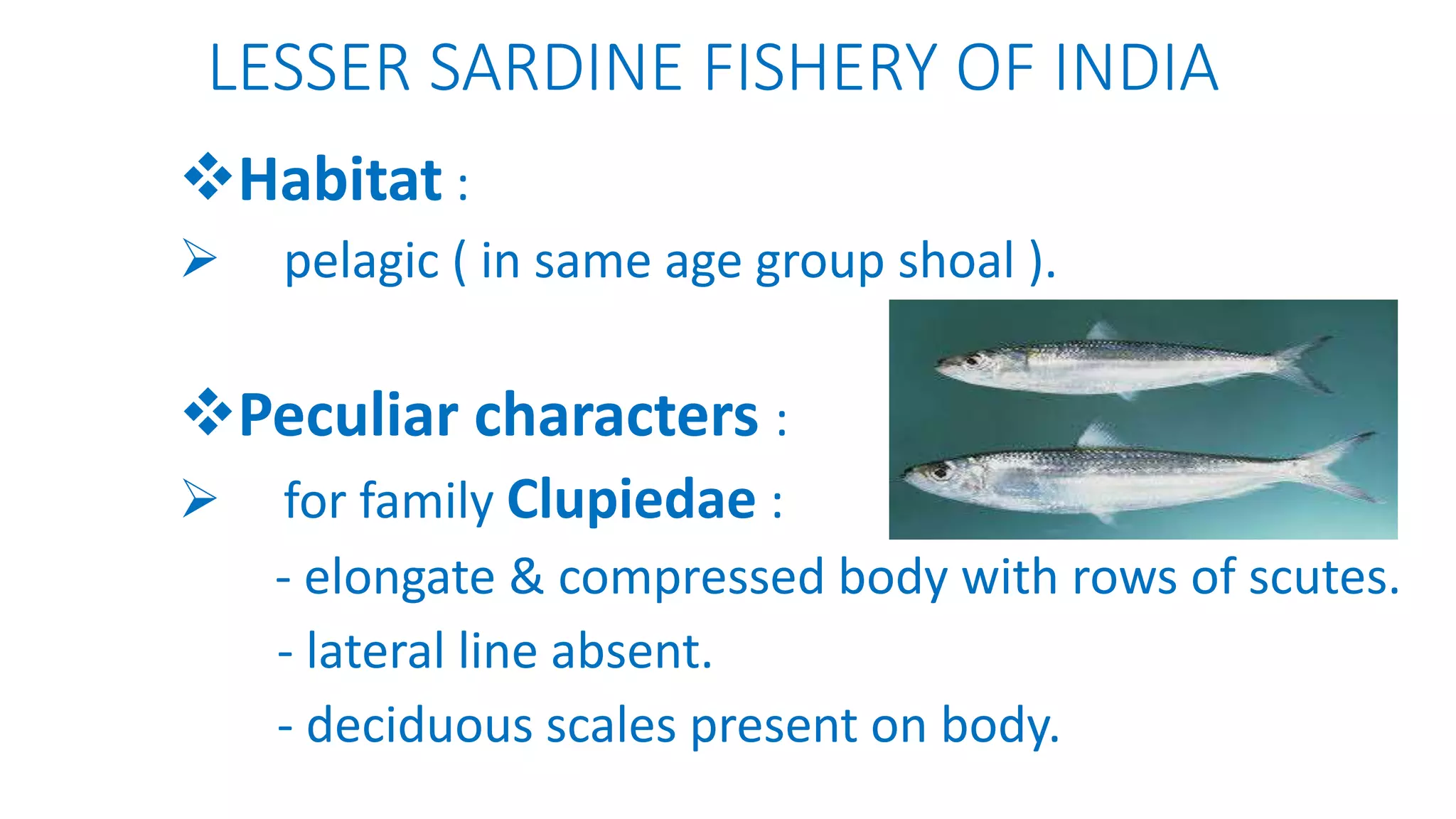 Lesser Sardine Fishery of India | PPTX