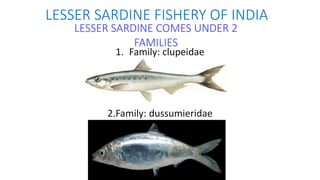Lesser Sardine Fishery of India | PPTX