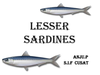 Lesser sardines | PPTX