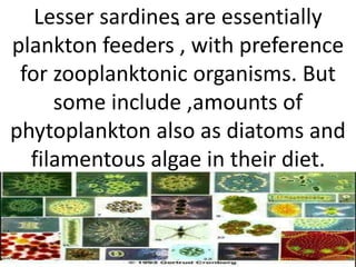 Lesser sardines | PPTX