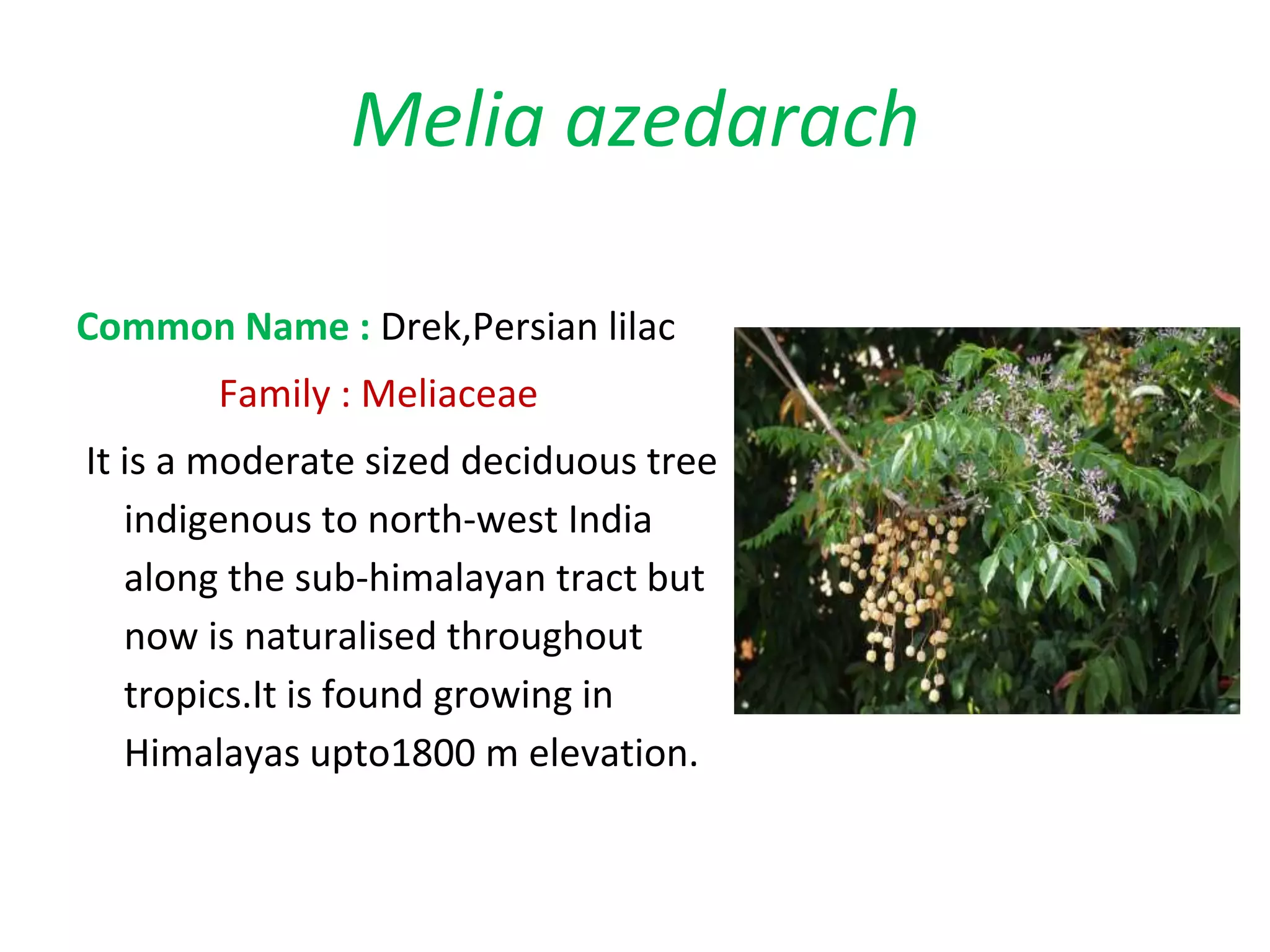 Lesser known forest tree species used for commercial purposes | PPTX