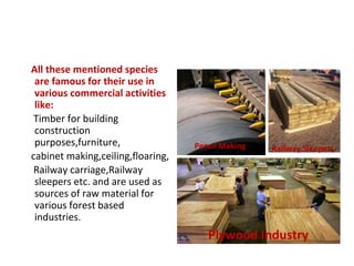 Lesser known forest tree species used for commercial purposes | PPTX