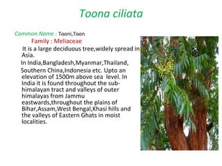 Lesser known forest tree species used for commercial purposes | PPTX