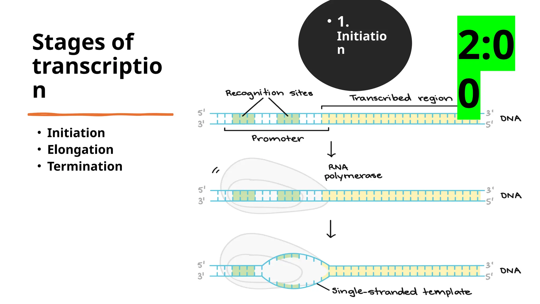 Lesson-02-grade-11-protein synthesis(Transcription).pptx