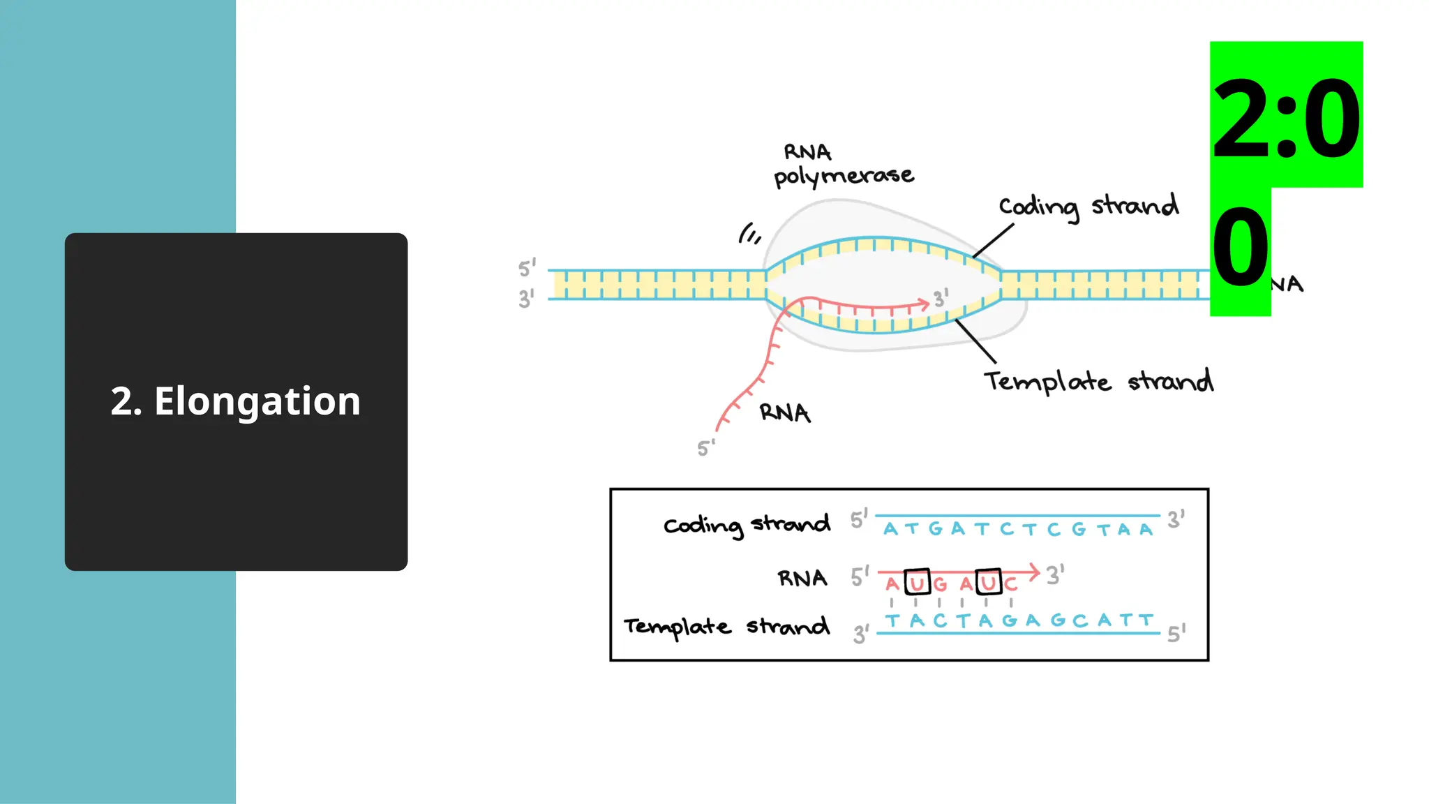 Lesson-02-grade-11-protein synthesis(Transcription).pptx