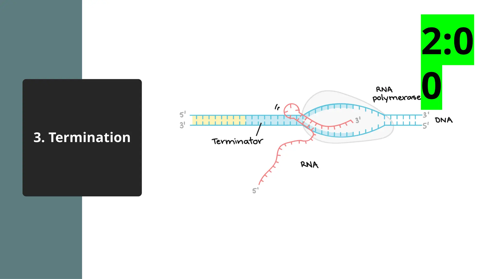 Lesson-02-grade-11-protein synthesis(Transcription).pptx