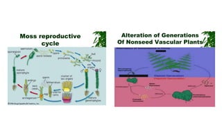 Reproductive structures of plants and animals | PPTX