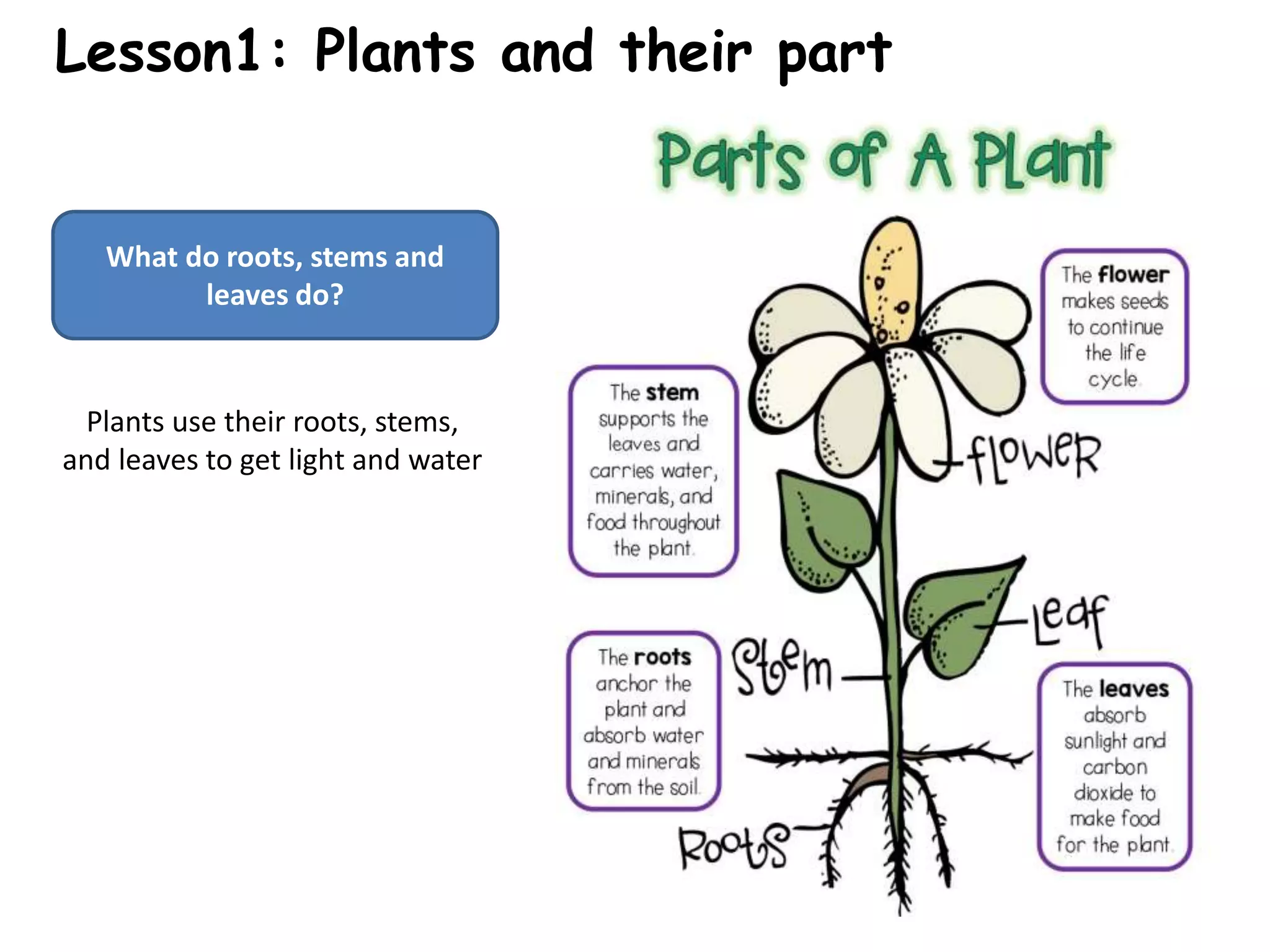 Lesson 1. Plants and their parts | PPTX