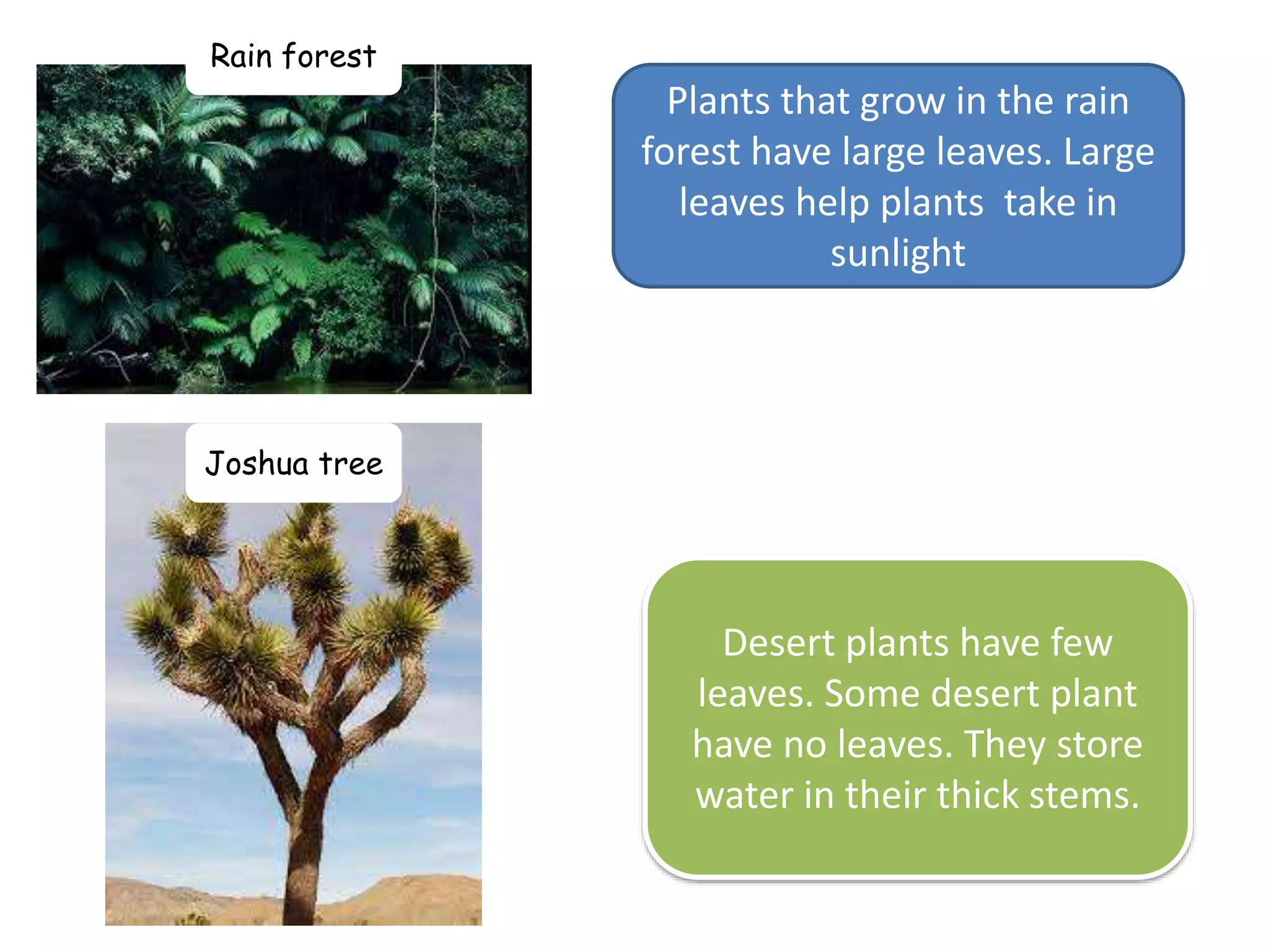 Lesson 1. Plants and their parts | PPTX