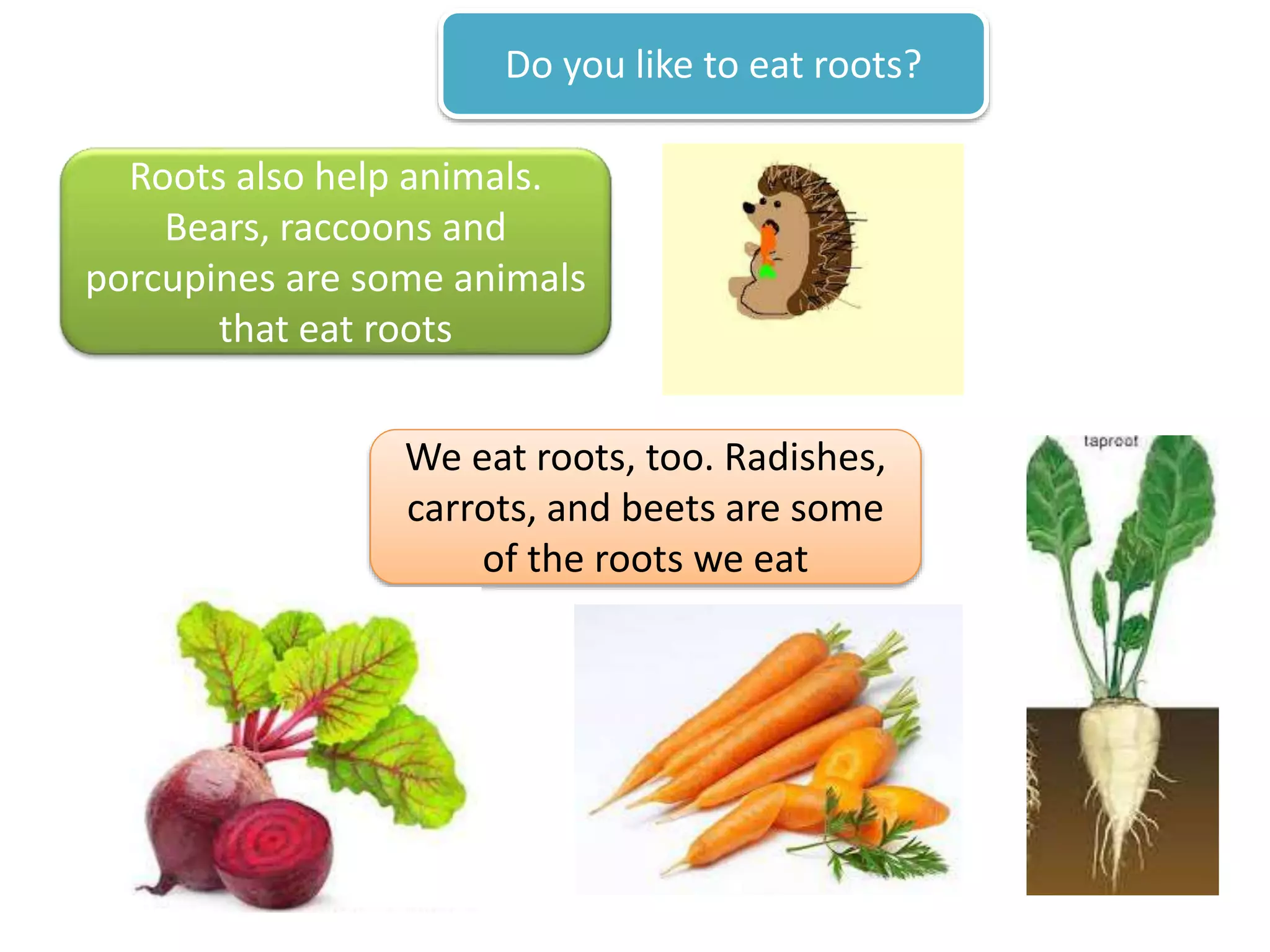Lesson 1. Plants and their parts | PPTX
