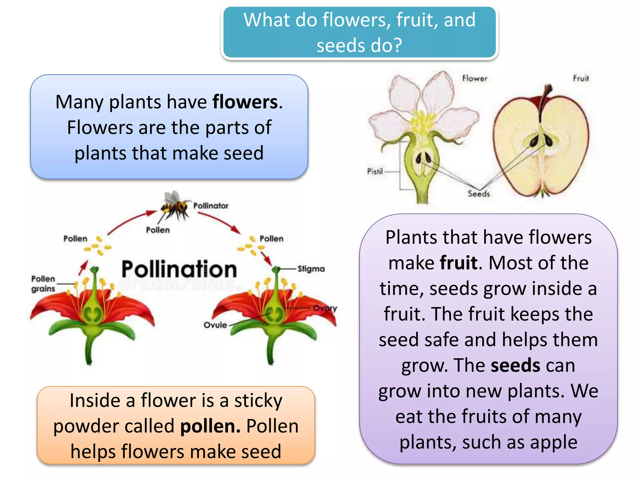 Lesson 1. Plants and their parts | PPTX