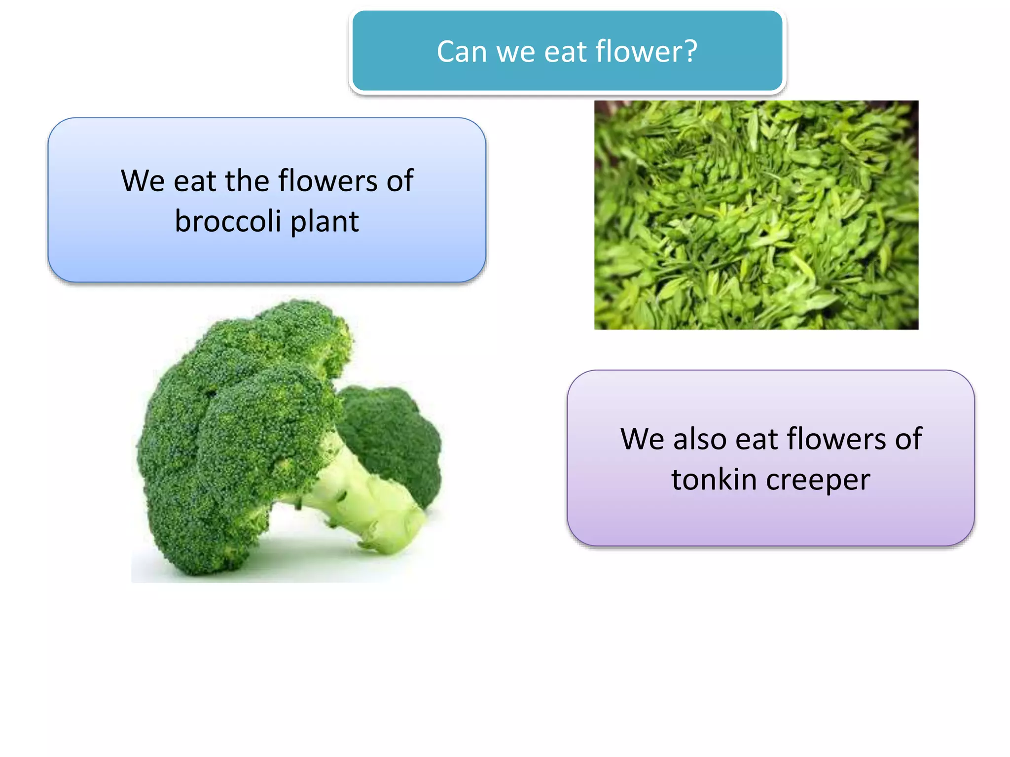 Lesson 1. Plants and their parts | PPTX