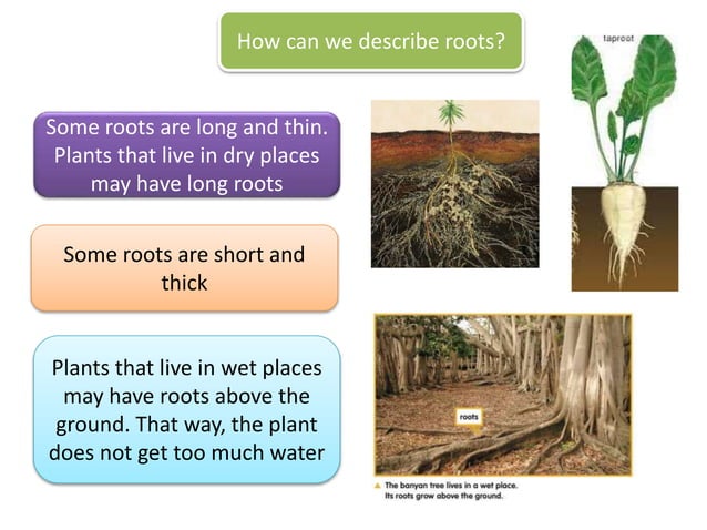 Lesson 1. Plants and their parts | PPTX
