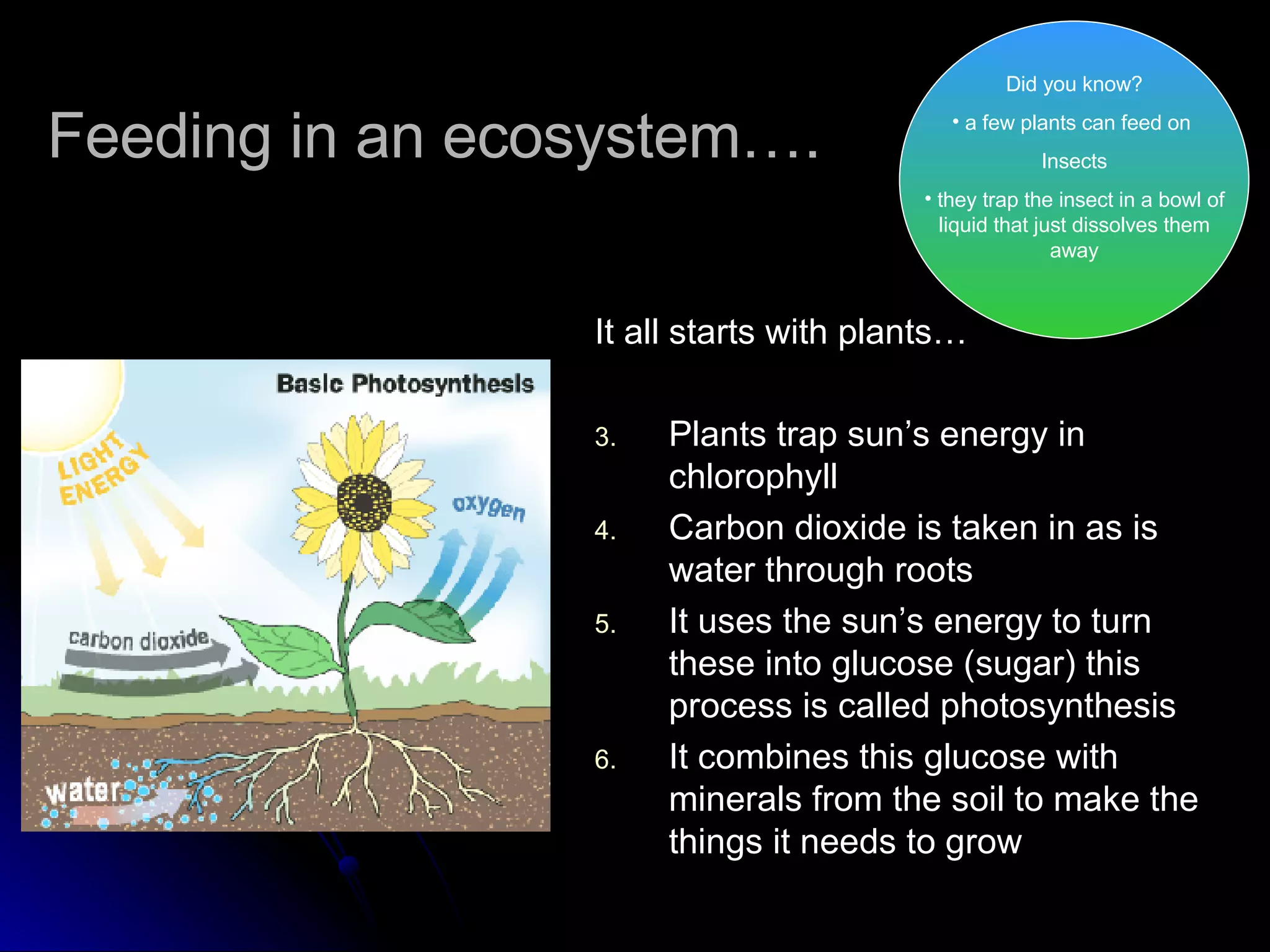 Lesson 1 Ecosystems | PPT