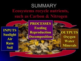 Lesson 1 Ecosystems | PPT