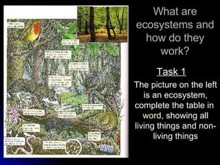 Lesson 1 Ecosystems | PPT