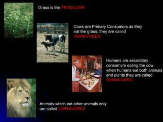 Lesson 1 Ecosystems | PPT