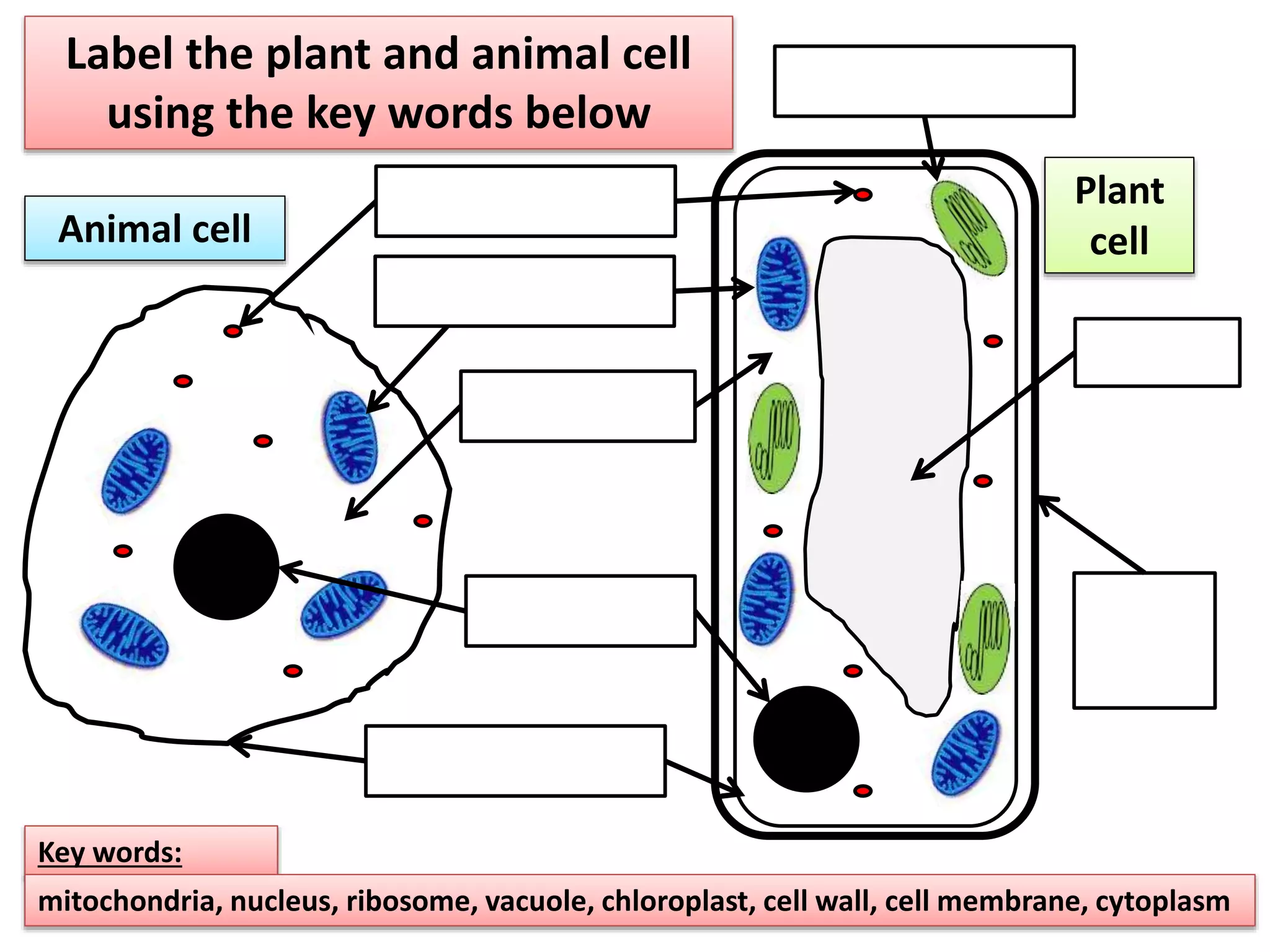 Lesson 1-plant-and-animal-cells (1) | PPTX