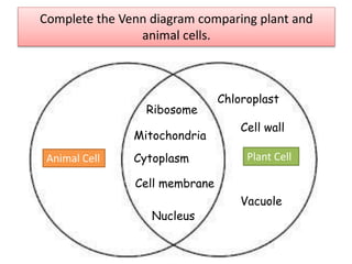 Lesson 1-plant-and-animal-cells (1) | PPT