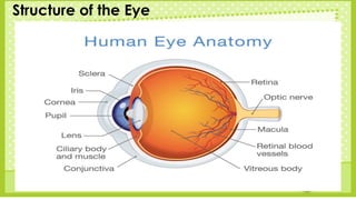 Lesson-1-Sense-Organs-Eyes.pdf presentat | PDF