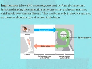 Lesson 1 the human nervous system | PPT