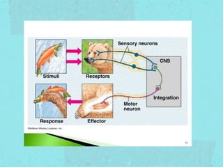 Lesson 1 the human nervous system | PDF