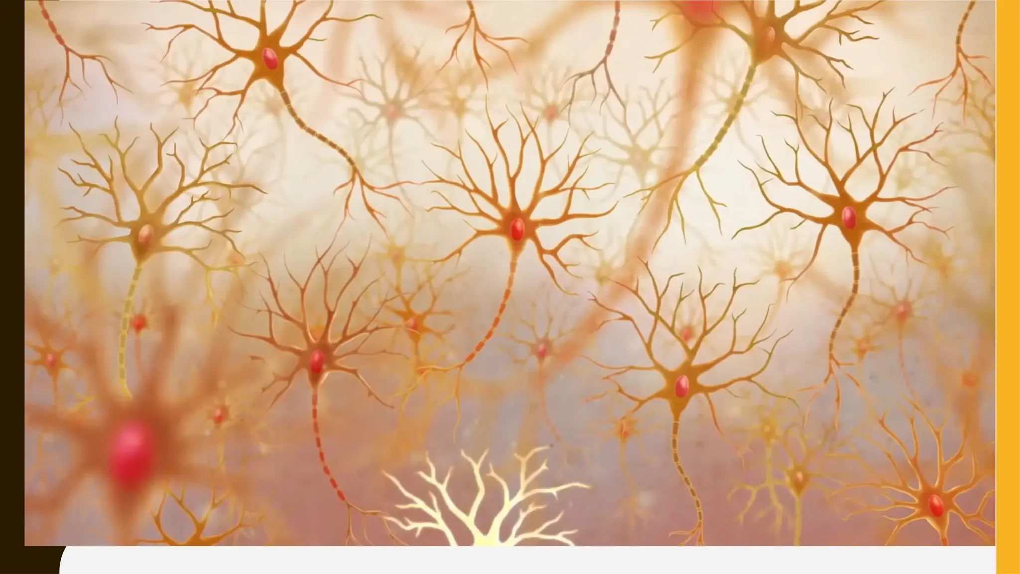 Lesson-1-The-Neuron, Its Types and functions.pptx