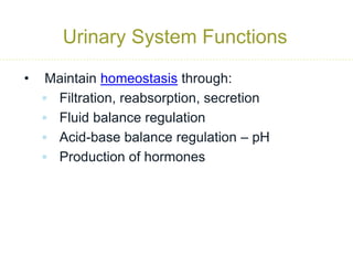 Lesson-1-Urinary-and-Reproductive-Systems.pdf