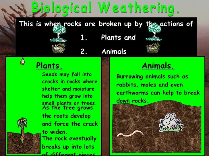 What Are The Biological Processes Of Weathering