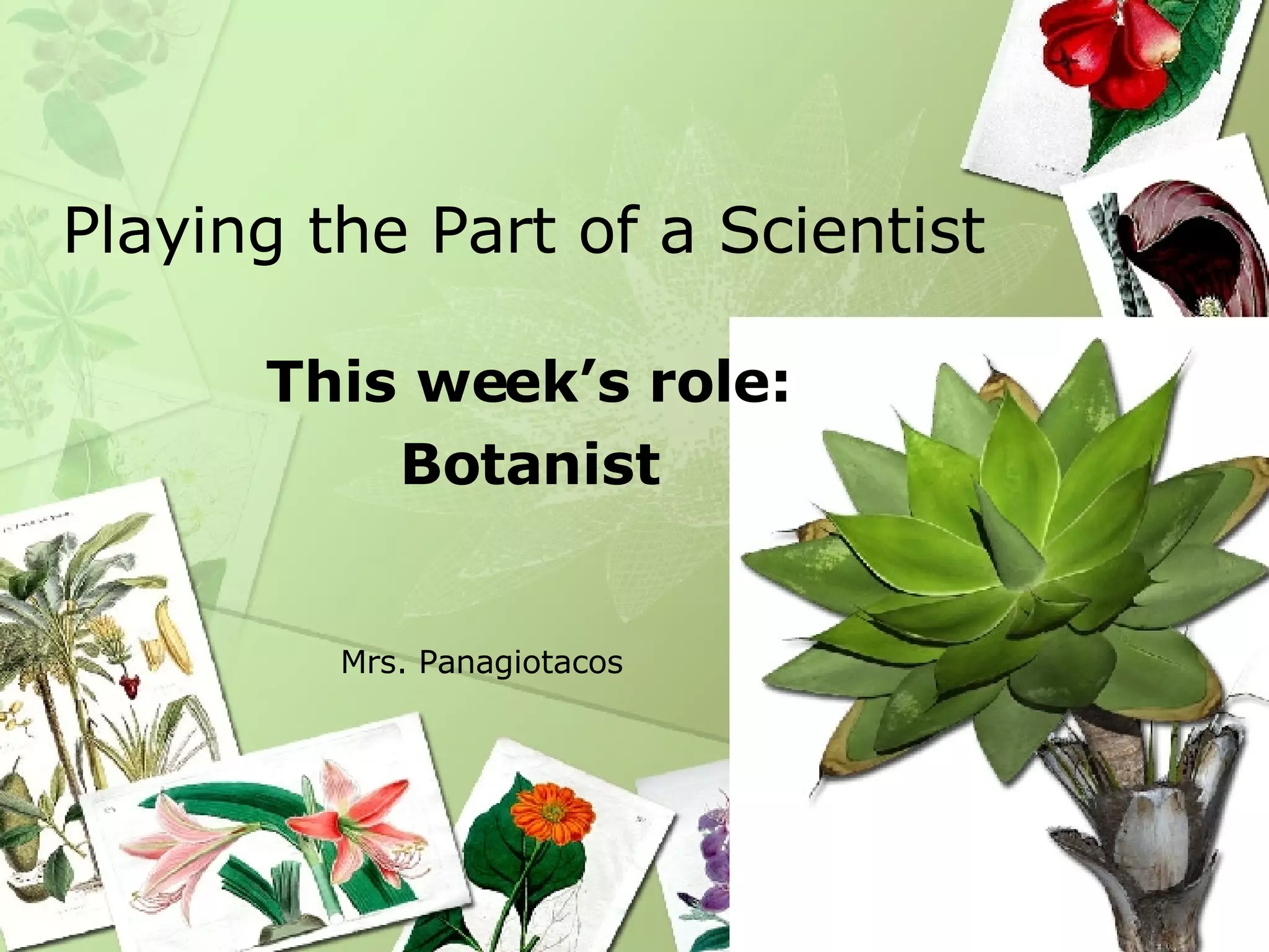 Lesson 1 What Are The Main Parts Of A Plant | PPT
