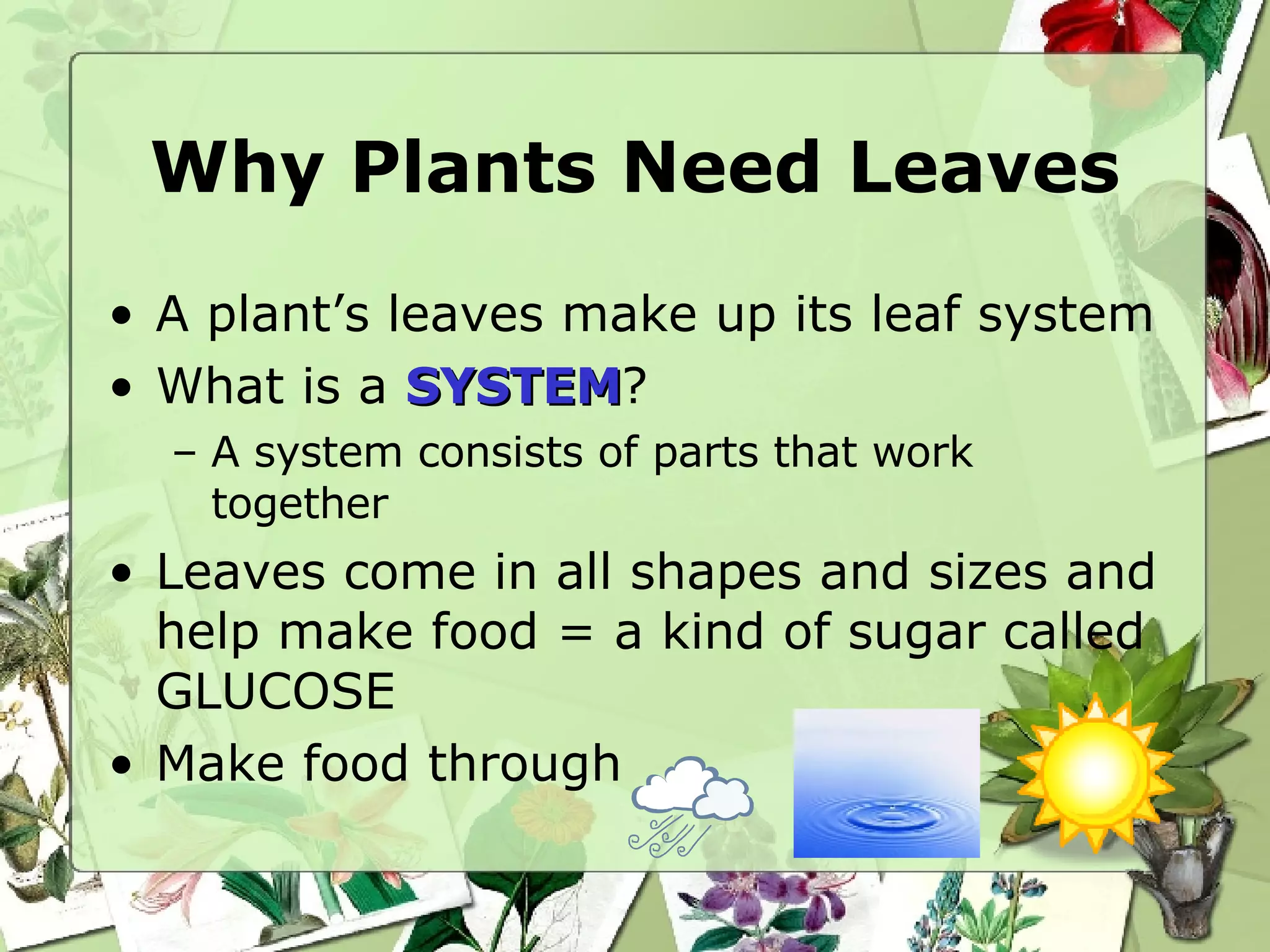 Lesson 1 What Are The Main Parts Of A Plant | PPT