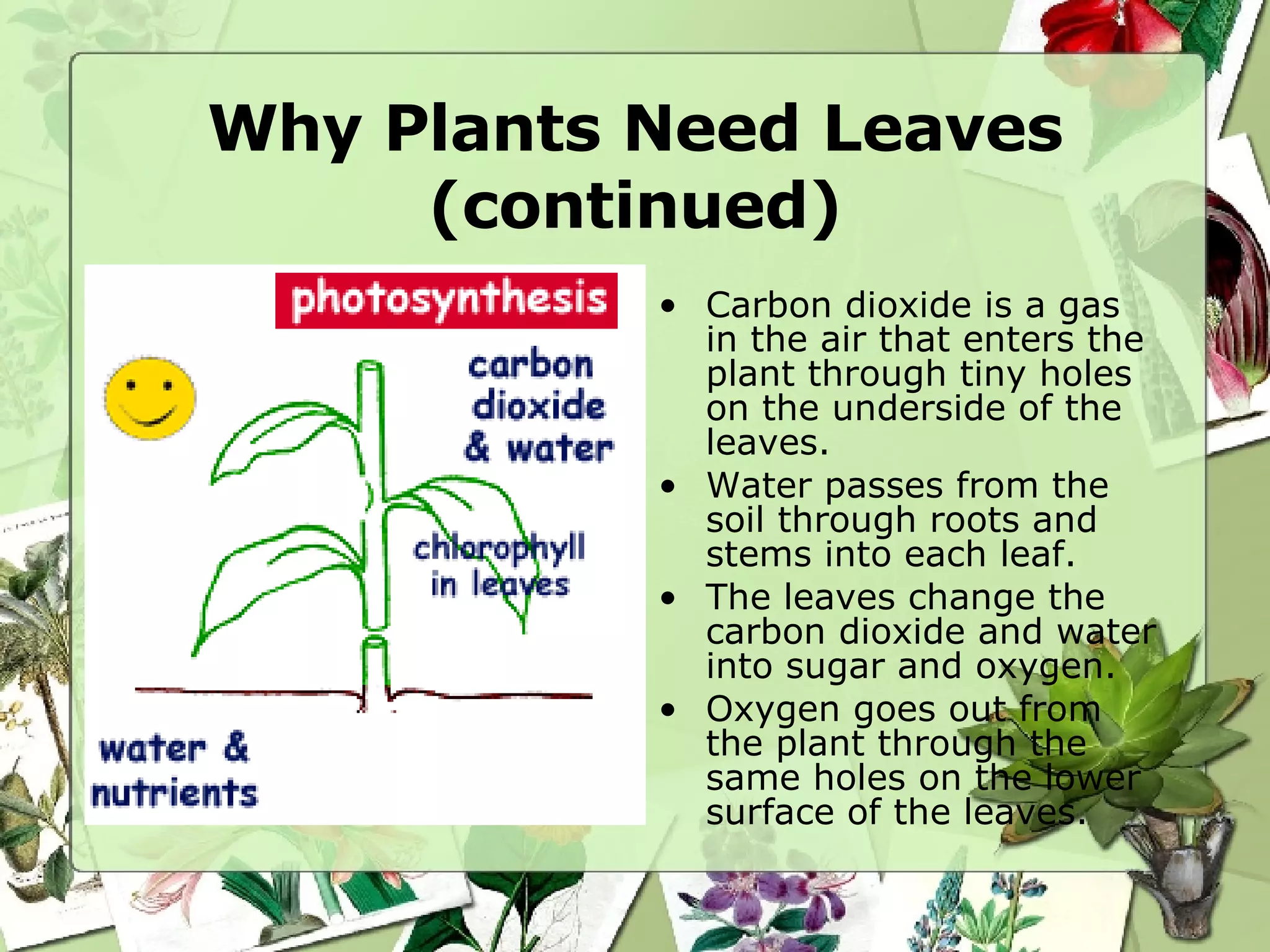 Lesson 1 What Are The Main Parts Of A Plant | PPT