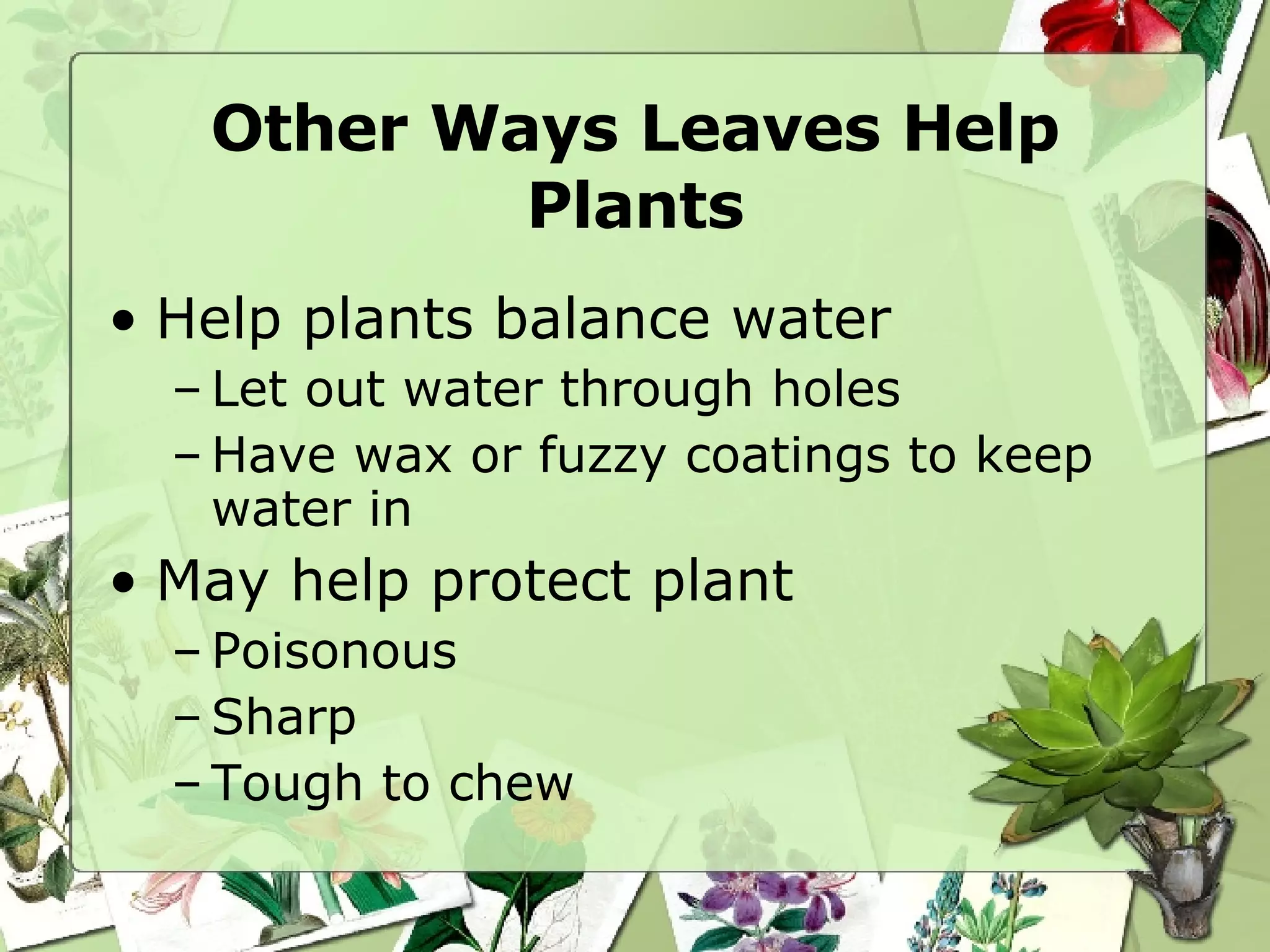 Lesson 1 What Are The Main Parts Of A Plant | PPT