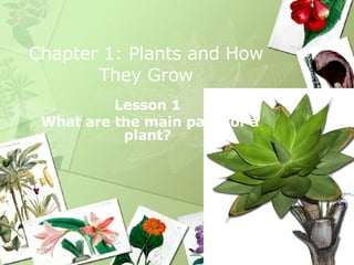 Lesson 1 What Are The Main Parts Of A Plant | PPT