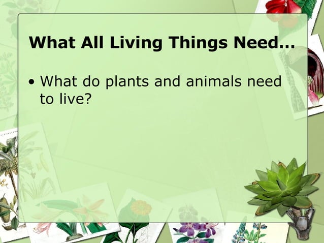 Lesson 1 What Are The Main Parts Of A Plant | PPT