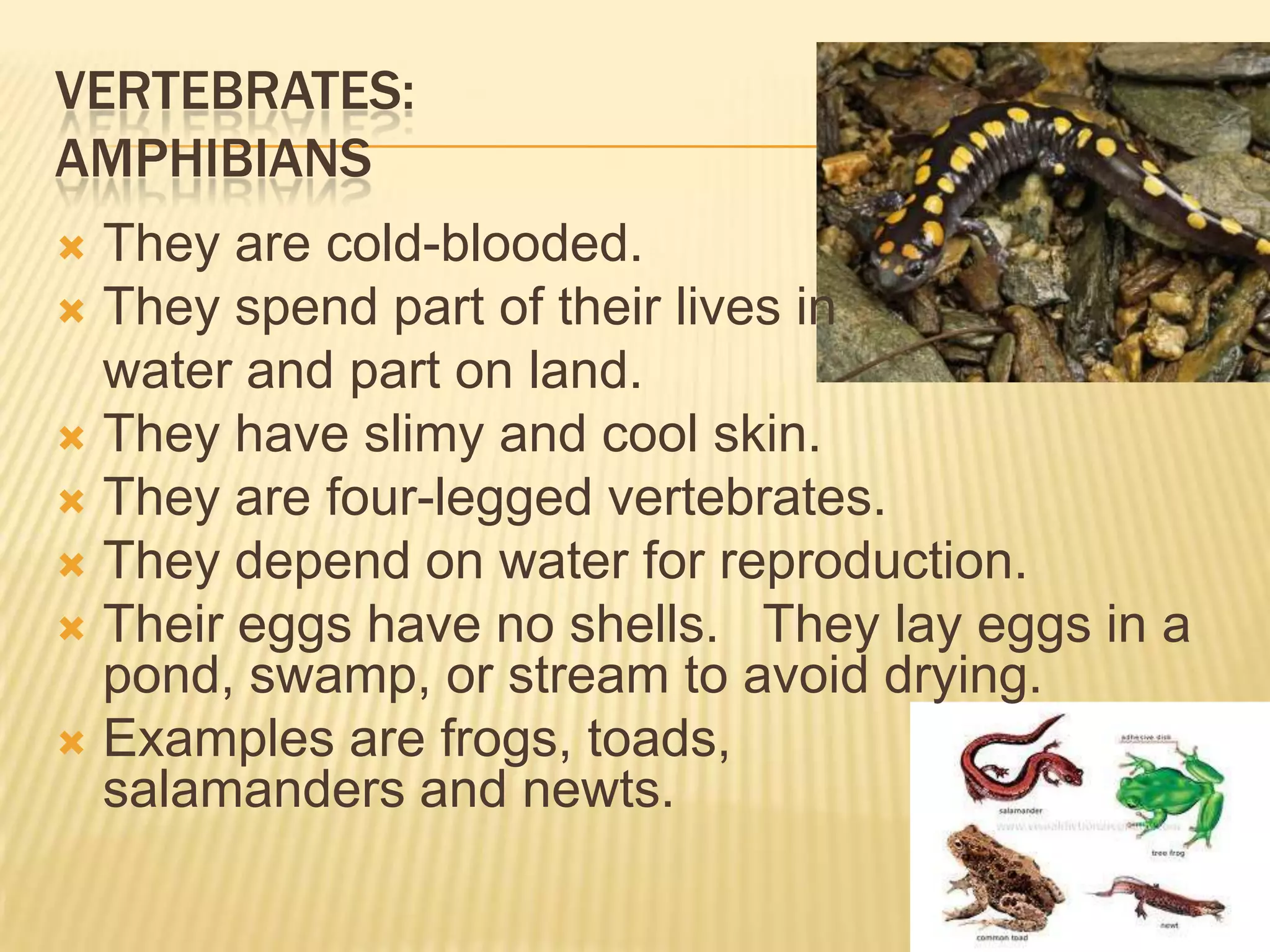 Lesson about Animal Groups | PPTX